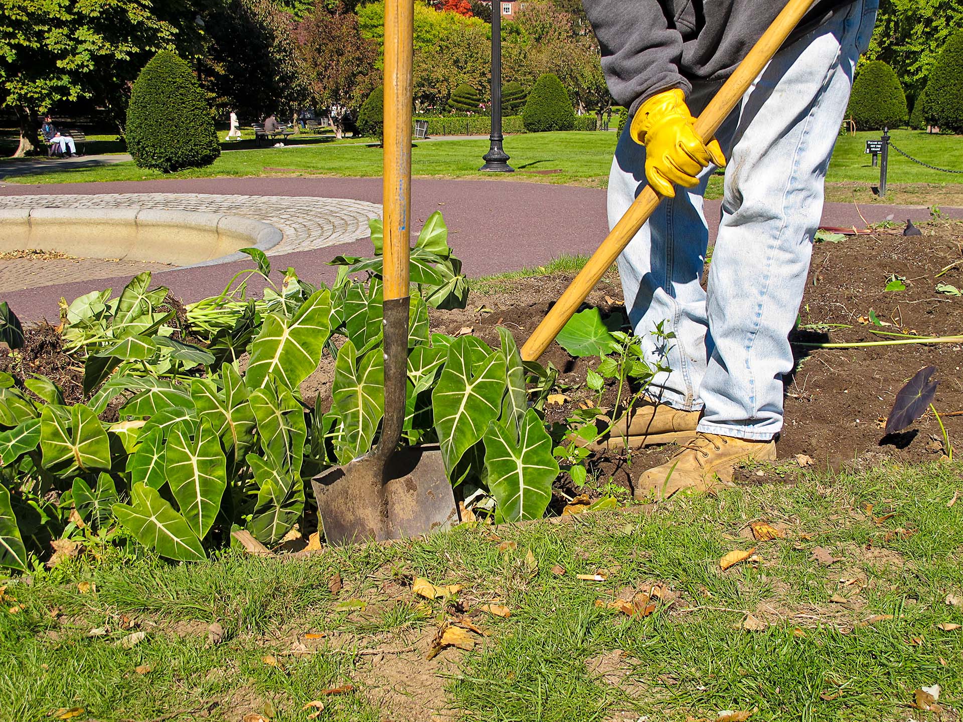 Accueil Belarbre Service Jardinier Paysagiste